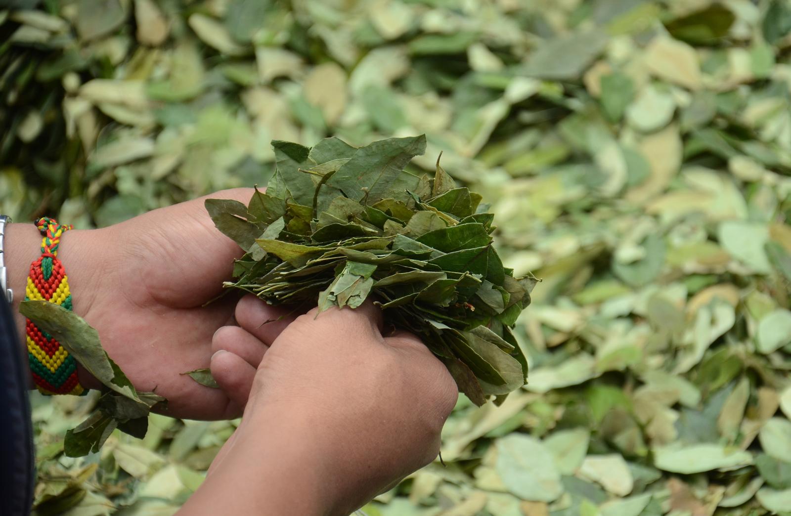 Primer Simposio Inter-Científico sobre la hoja de coca: Un paso hacia ...